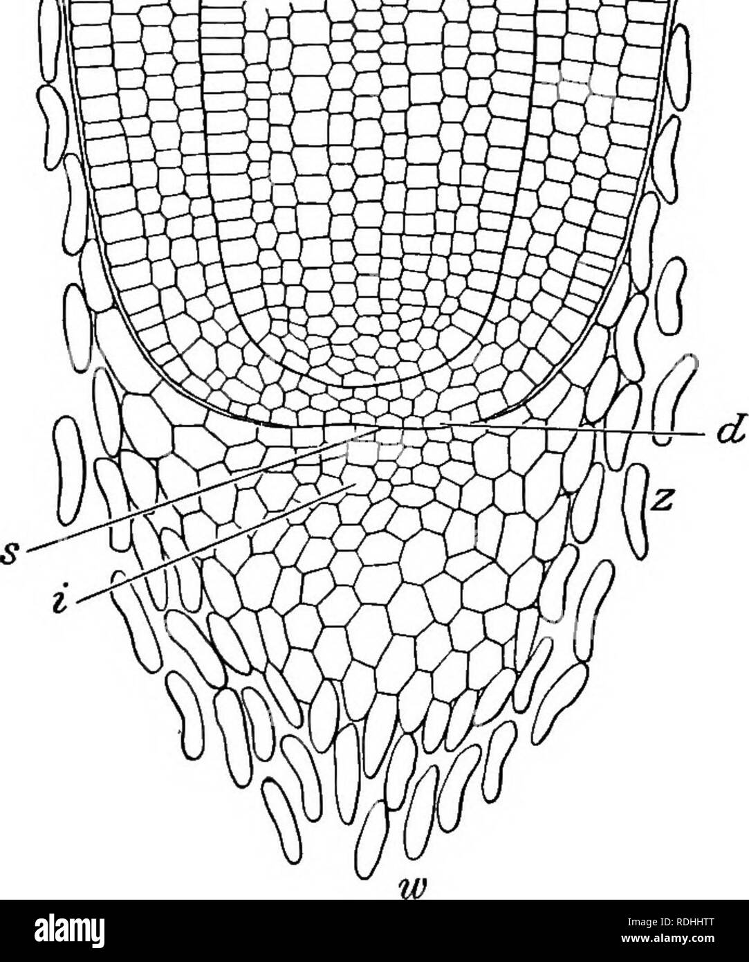 Air root roots tree Black and White Stock Photos & Images - Alamy