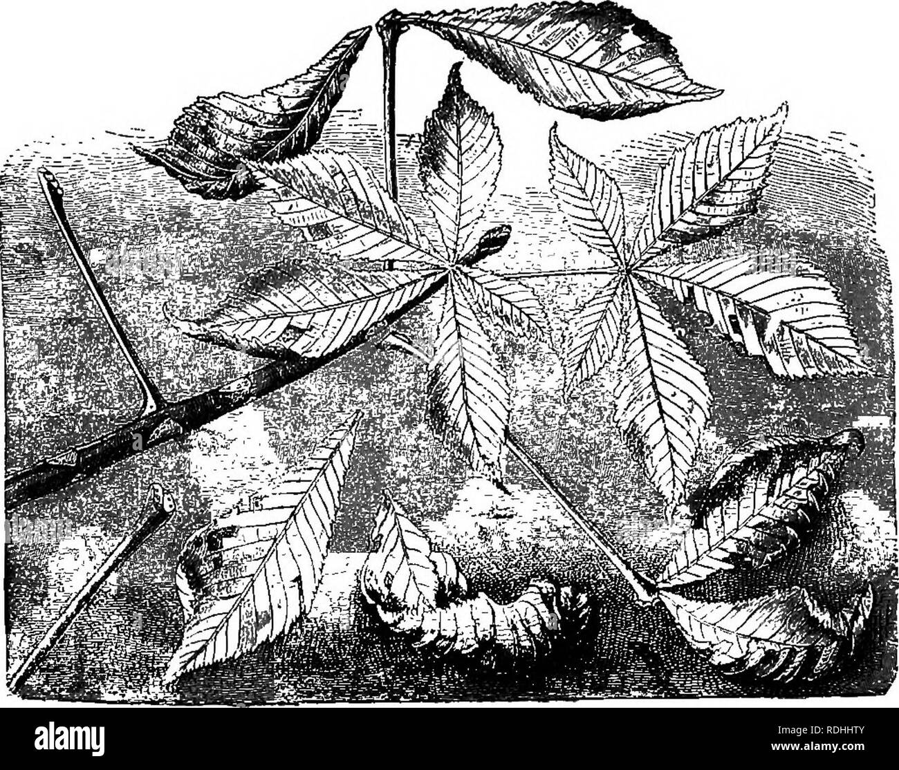 . Elements of botany. Botany; Botany. 92 ELEMENTS OF BOTANY. the midrib ...