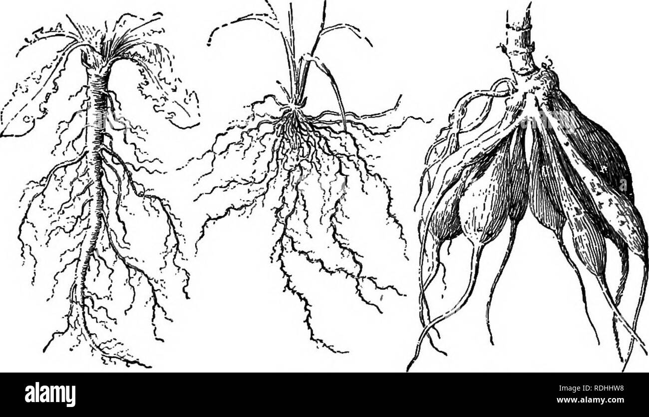 . Essentials of botany. Botany; Botany. 34 ESSENTIALS OF BOTANY Roots ...