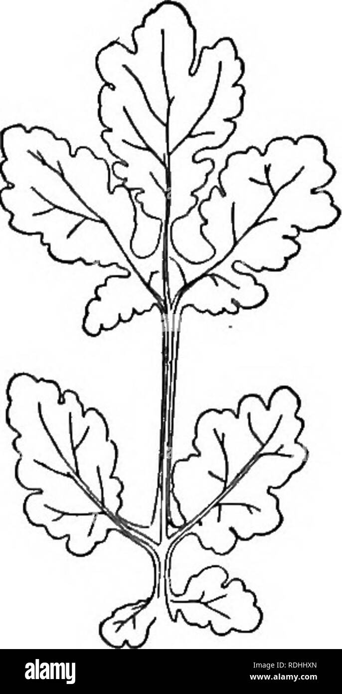 . Elements of botany. Botany; Botany. Fig. 68. — Palmately Netted ...