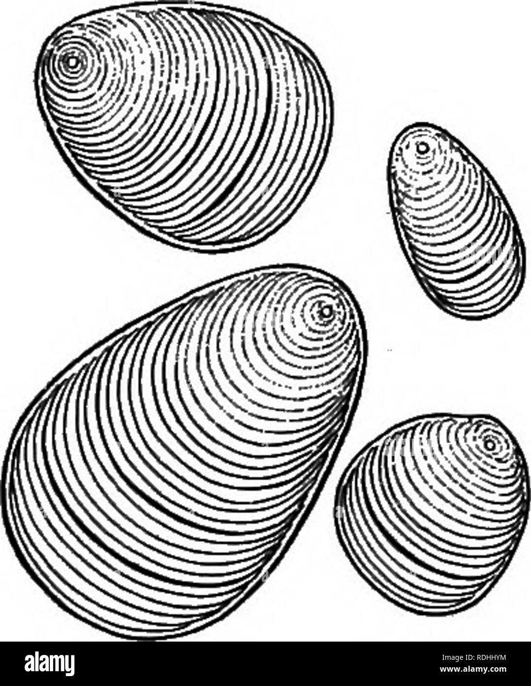 Potato starch grains Black and White Stock Photos & Images - Alamy