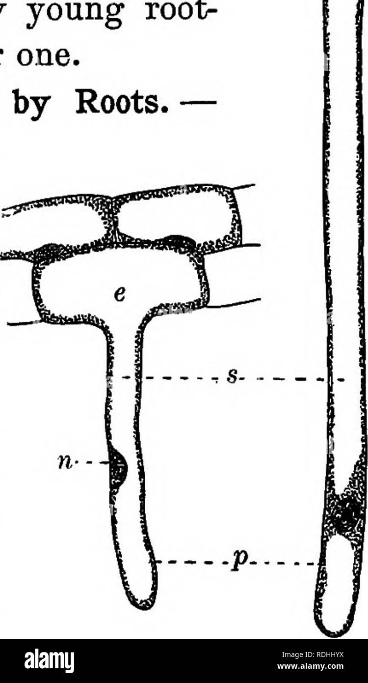 Hair root cell Black and White Stock Photos & Images - Alamy