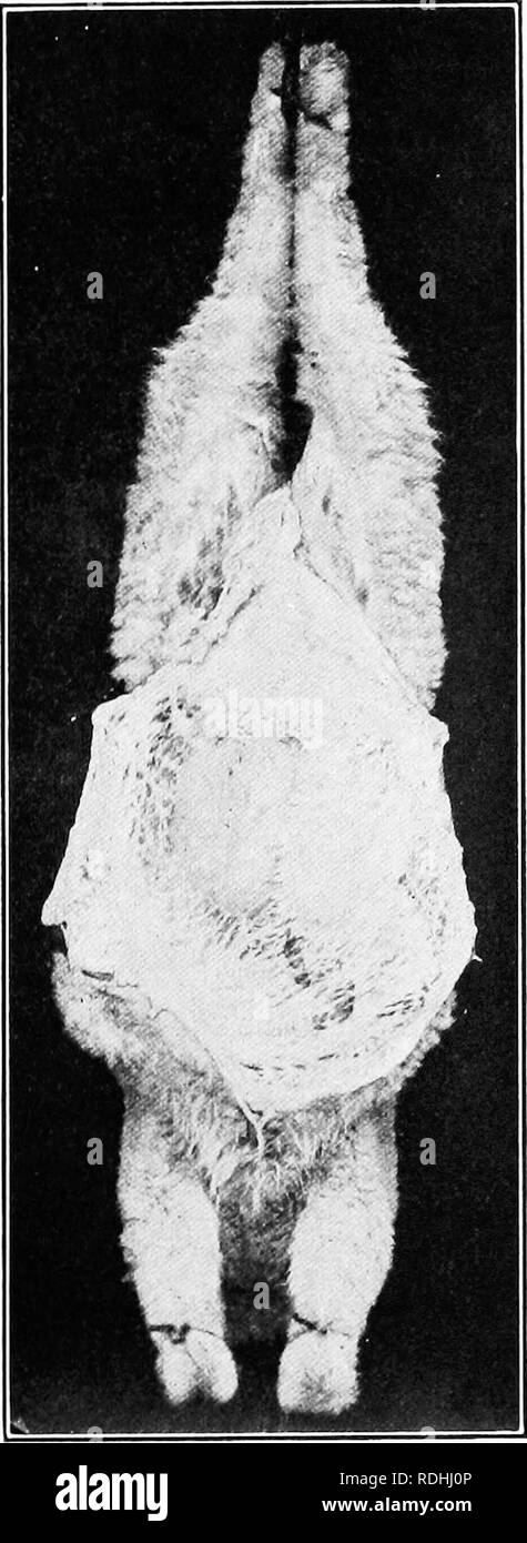 Floor breeding Black and White Stock Photos & Images - Alamy