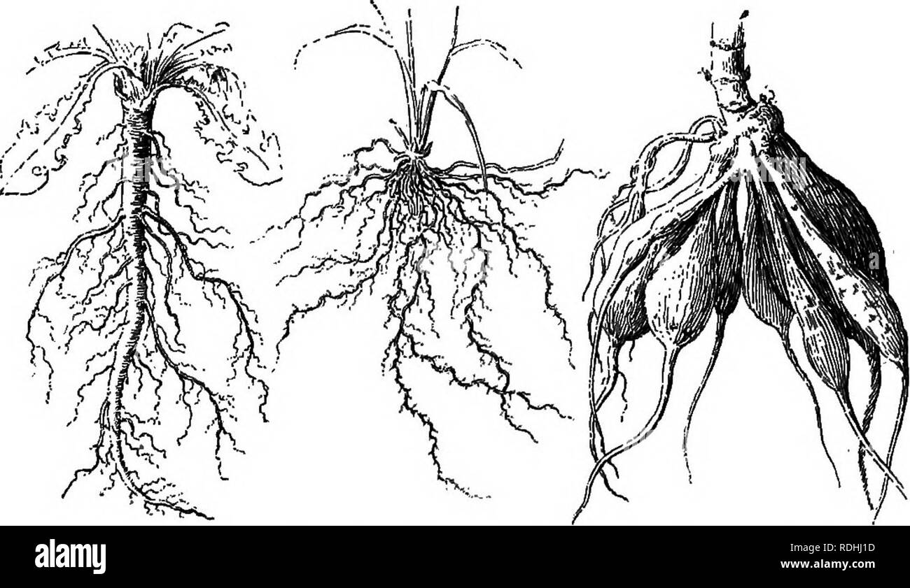 . Foundations of botany. Botany; Botany. BOOTS 41 soil-roots, and grows ...