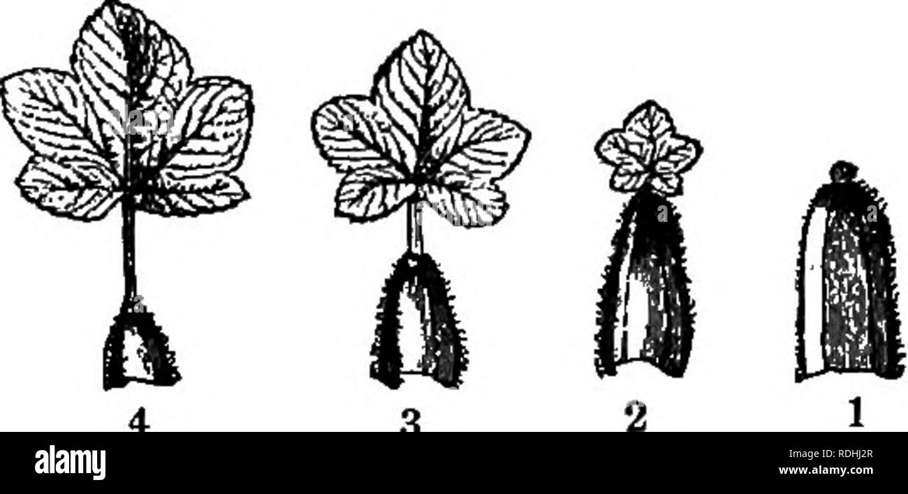 . Elements of botany. Botany; Botany. 4 3 78 ELEMENTS OF BOTANY ...