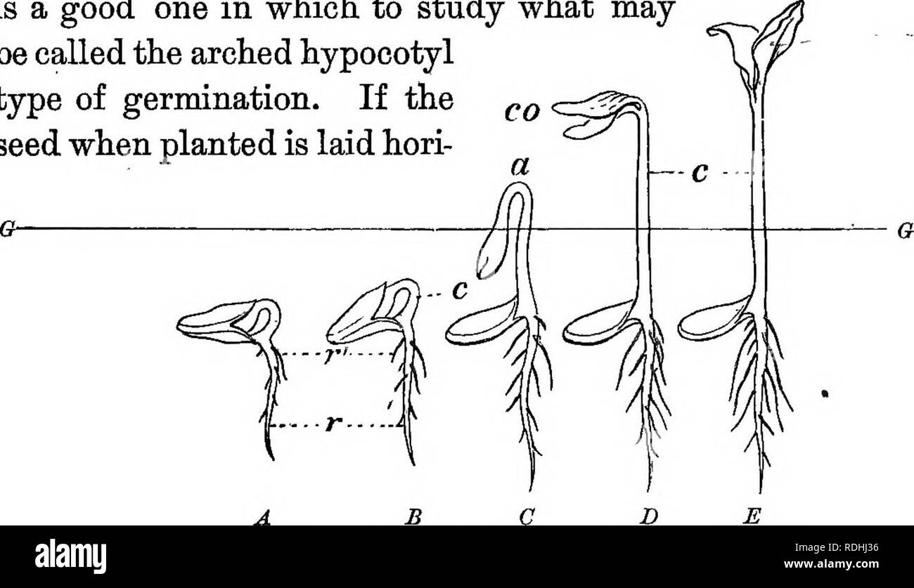 . Foundations of botany. Botany; Botany. CHAPTER III MOVEMENTS ...