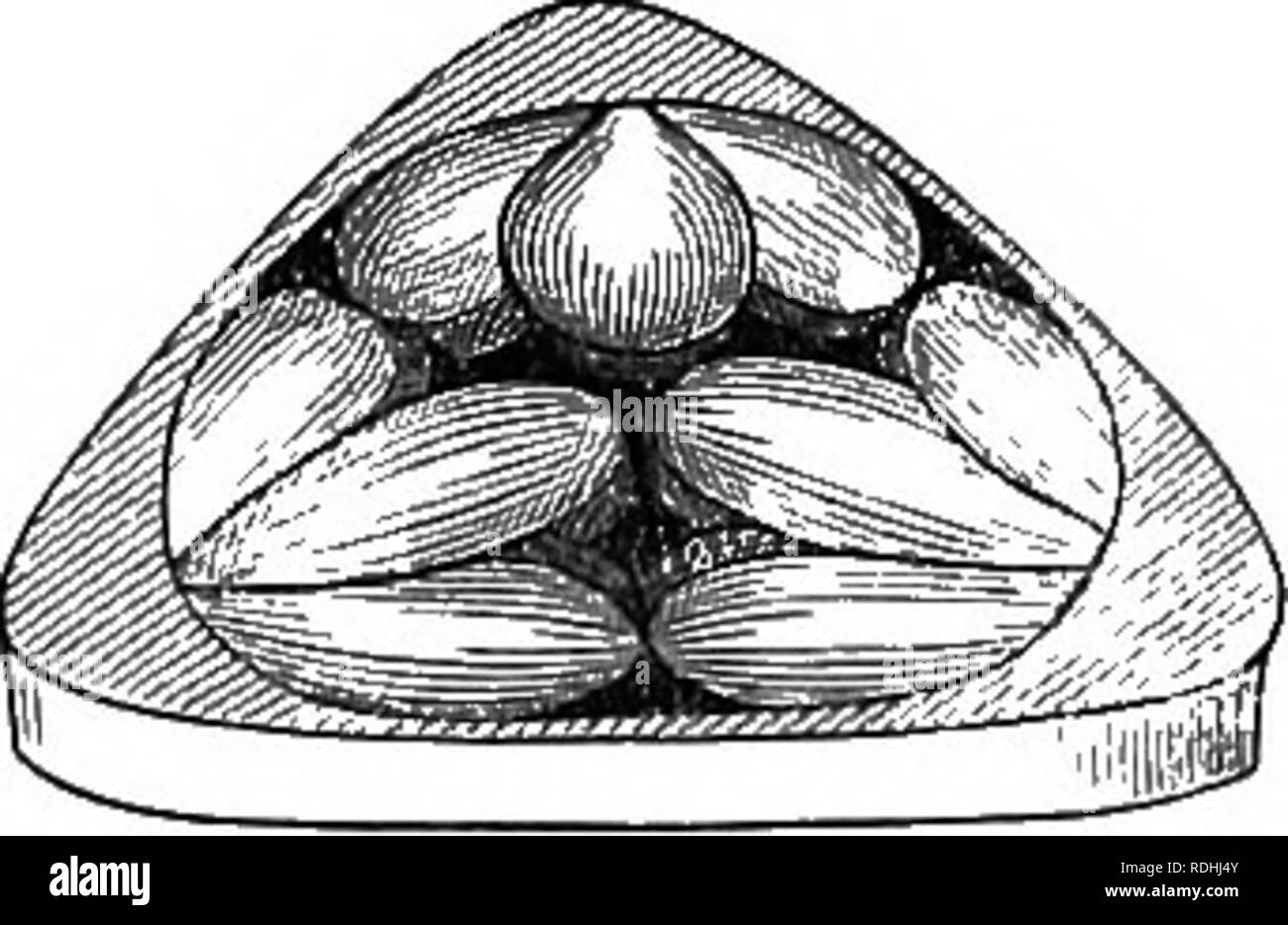 Gynoecium syncarpous Black and White Stock Photos & Images - Alamy