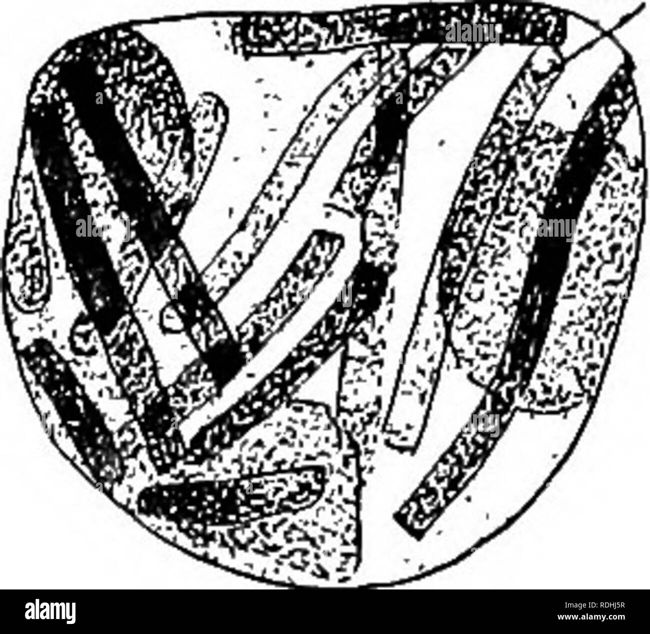 Microphage Black and White Stock Photos & Images - Alamy