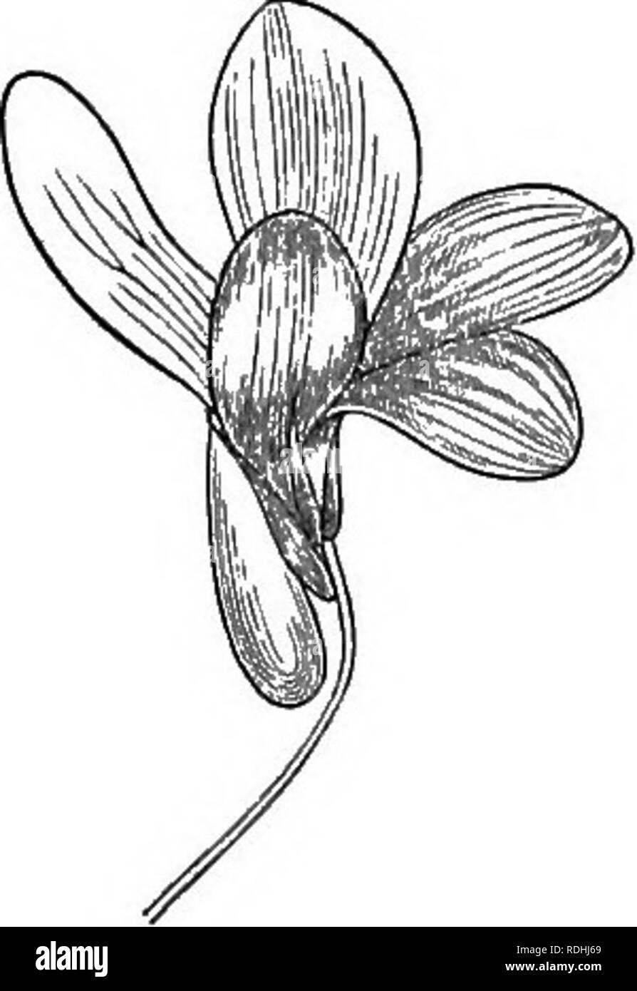 Gamosepalous hi-res stock photography and images - Alamy