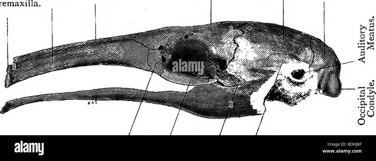 Ant eater skull hi-res stock photography and images - Alamy