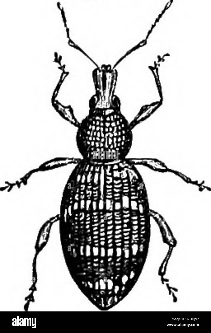 Catching wasps Black and White Stock Photos & Images - Alamy