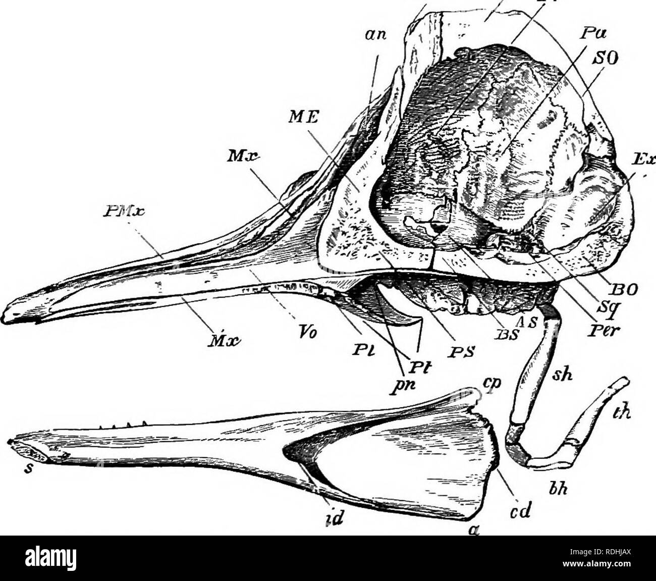 Internal nares hi-res stock photography and images - Alamy