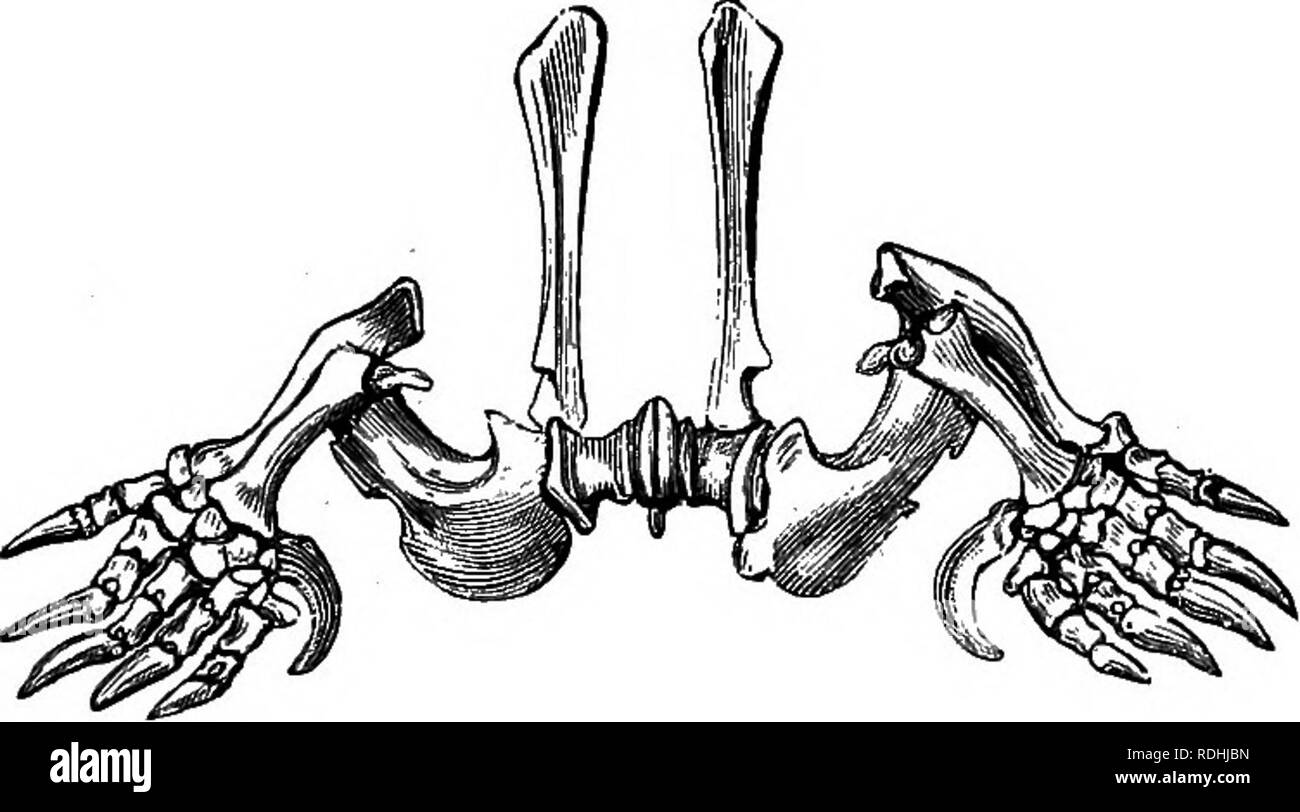. Elementary text-book of zoology. MAMMALIA. 539 cartilage, it probably ...