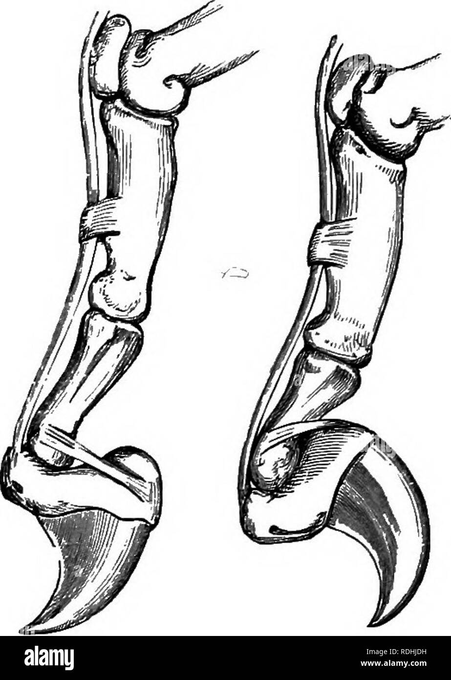 Cats claw Black and White Stock Photos & Images - Alamy