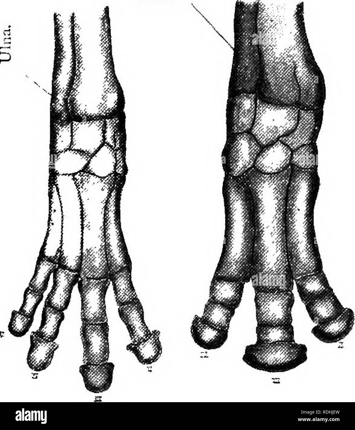 Plantigrade Cut Out Stock Images & Pictures - Alamy