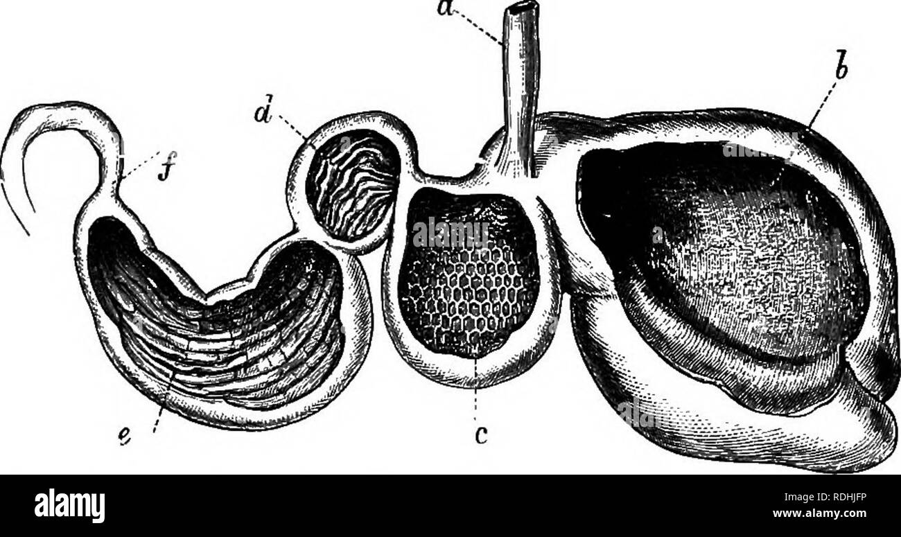 Stomach pig Black and White Stock Photos & Images - Alamy