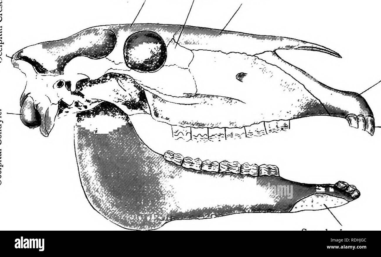 Ox lips Black and White Stock Photos & Images - Alamy