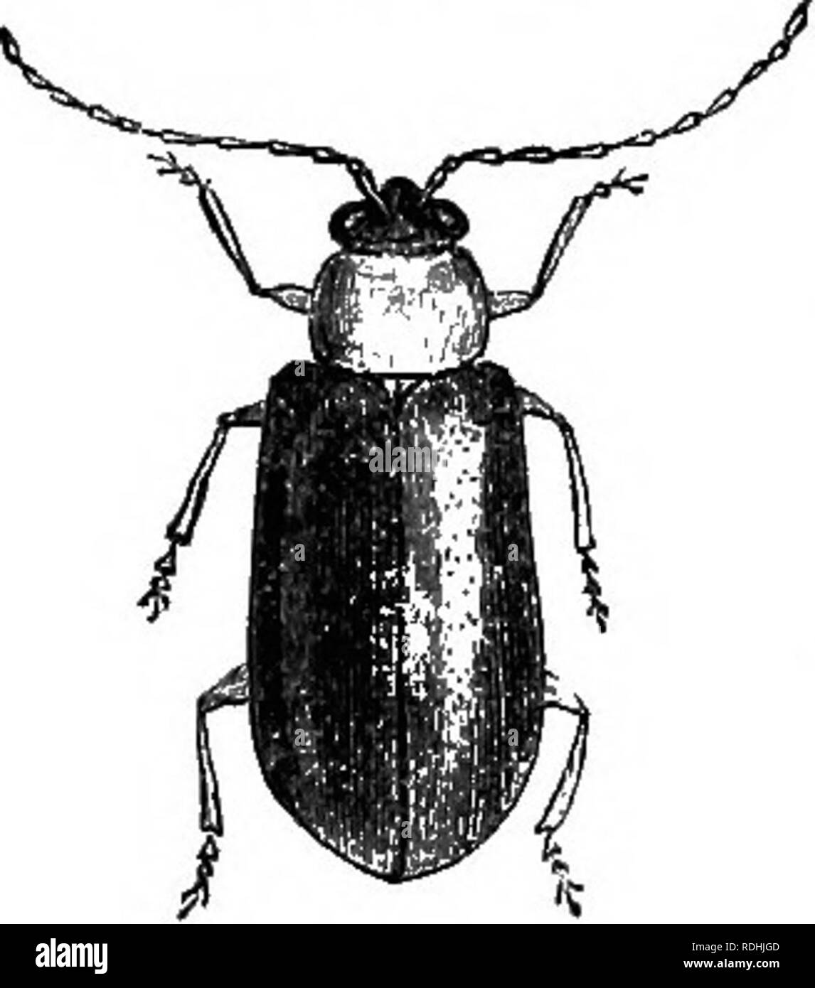 Insect shelters Black and White Stock Photos & Images - Alamy