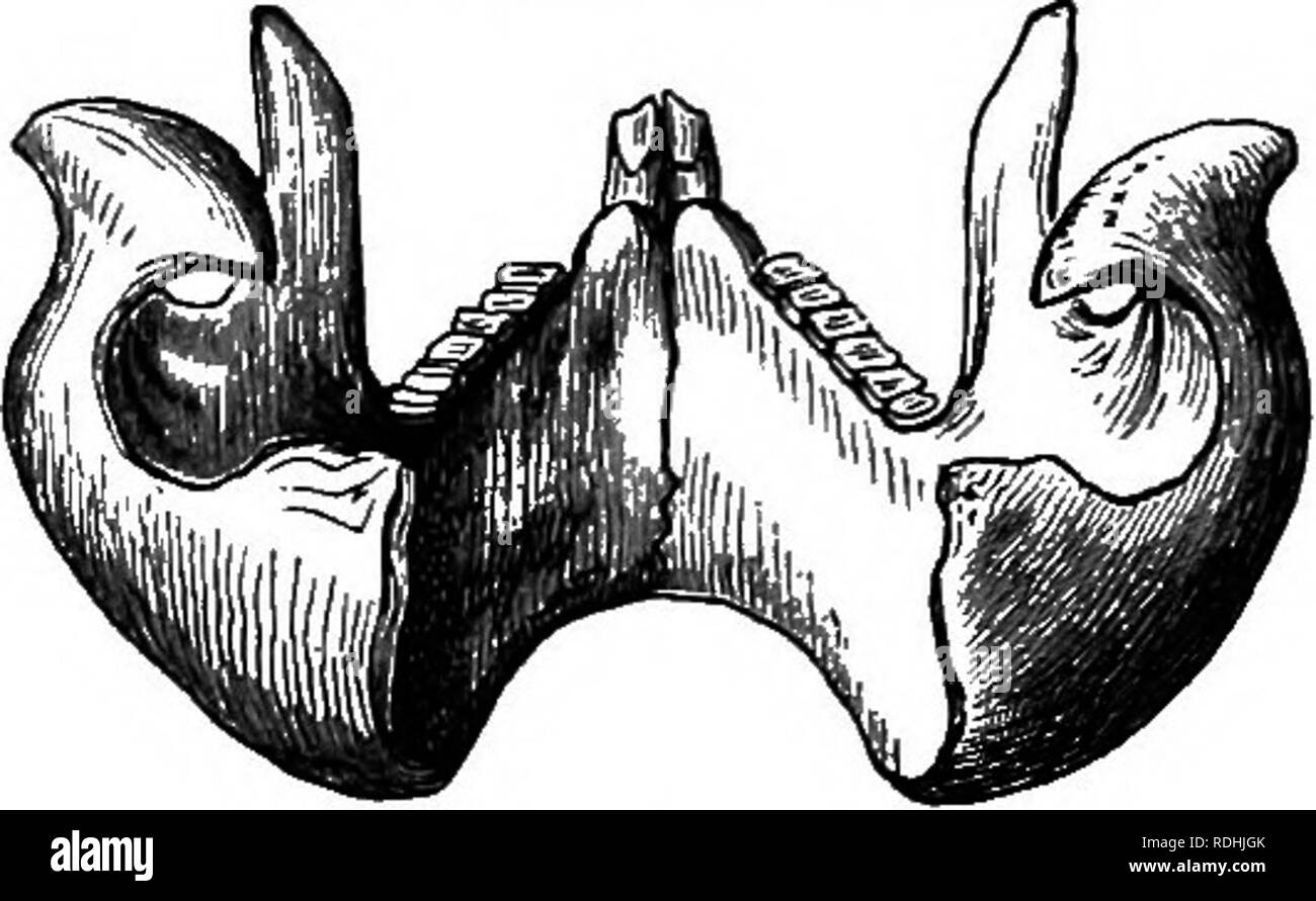 Cursorial foot hi-res stock photography and images - Alamy