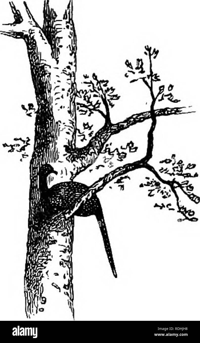 1816 collection Cut Out Stock Images & Pictures - Alamy