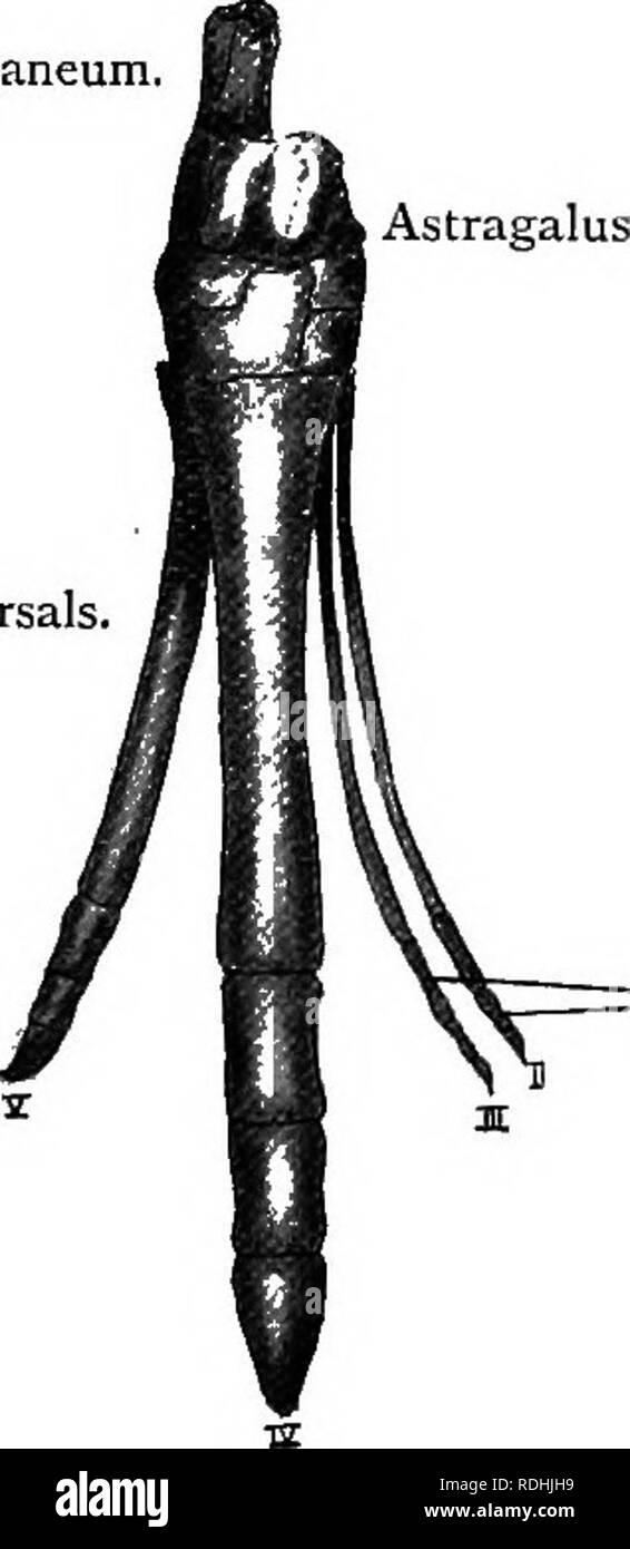 Two toed foot ostrich hi-res stock photography and images - Alamy