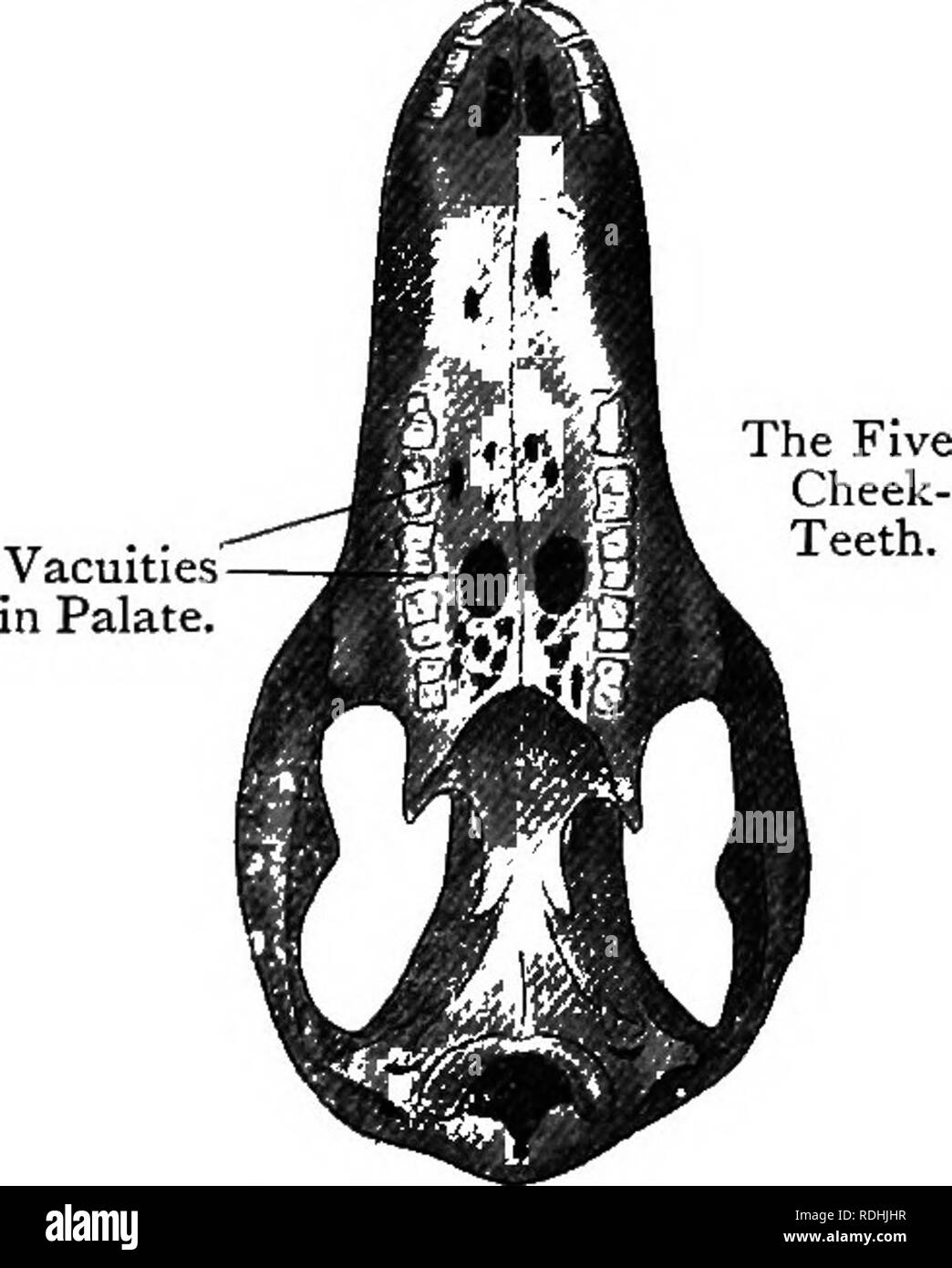 . Elementary text-book of zoology. Lower Incisor. First Molar. Angle of ...