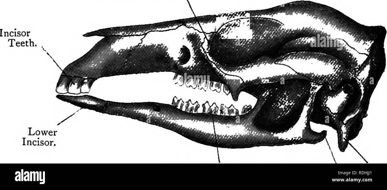 Kangaroo Canine Teeth