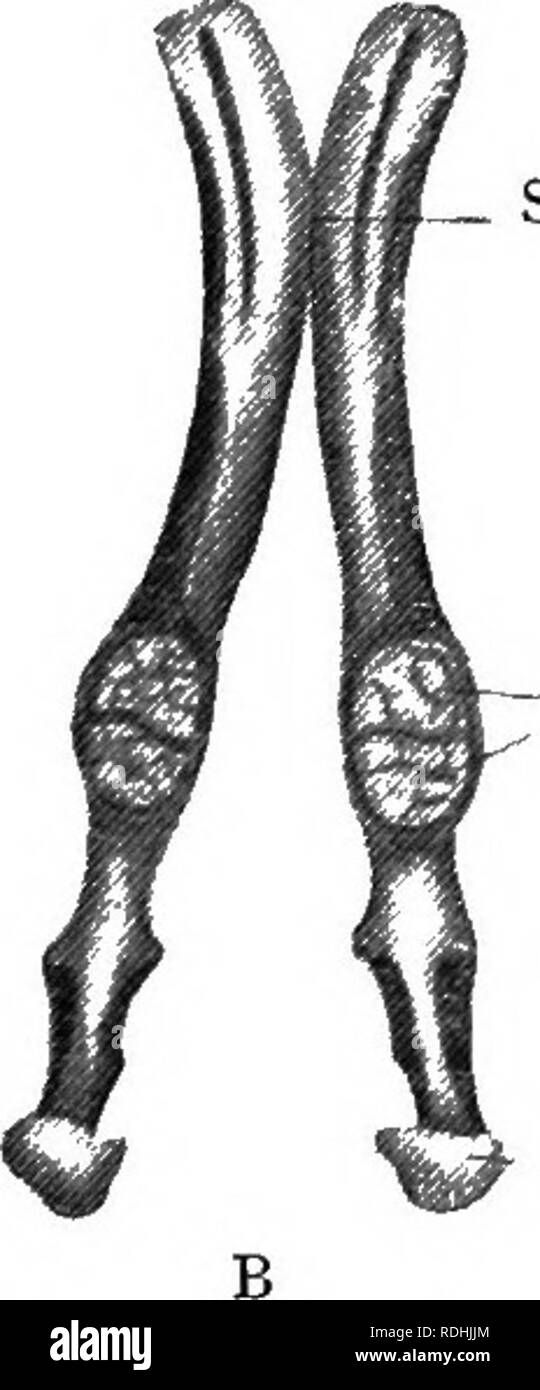 . Elementary text-book of zoology. 494 CHORD ATA. body, covered not ...