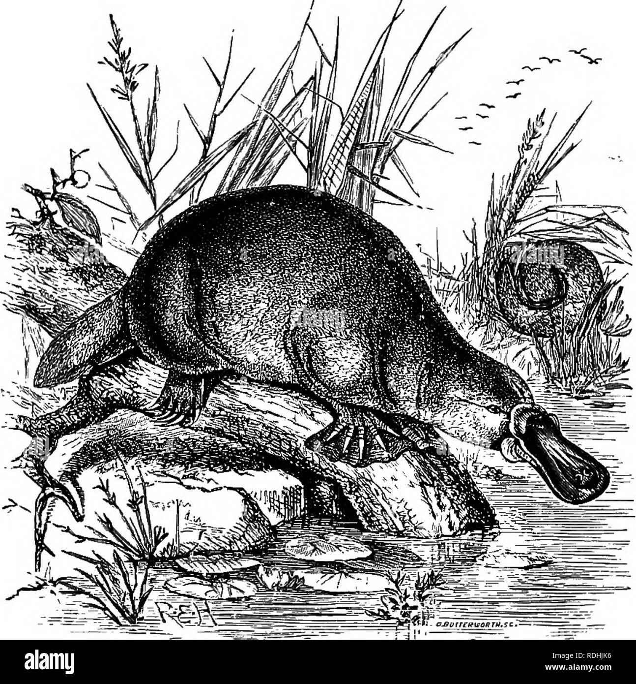 . Elementary text-book of zoology. MAMMALIA. 491 Other skeletal ...