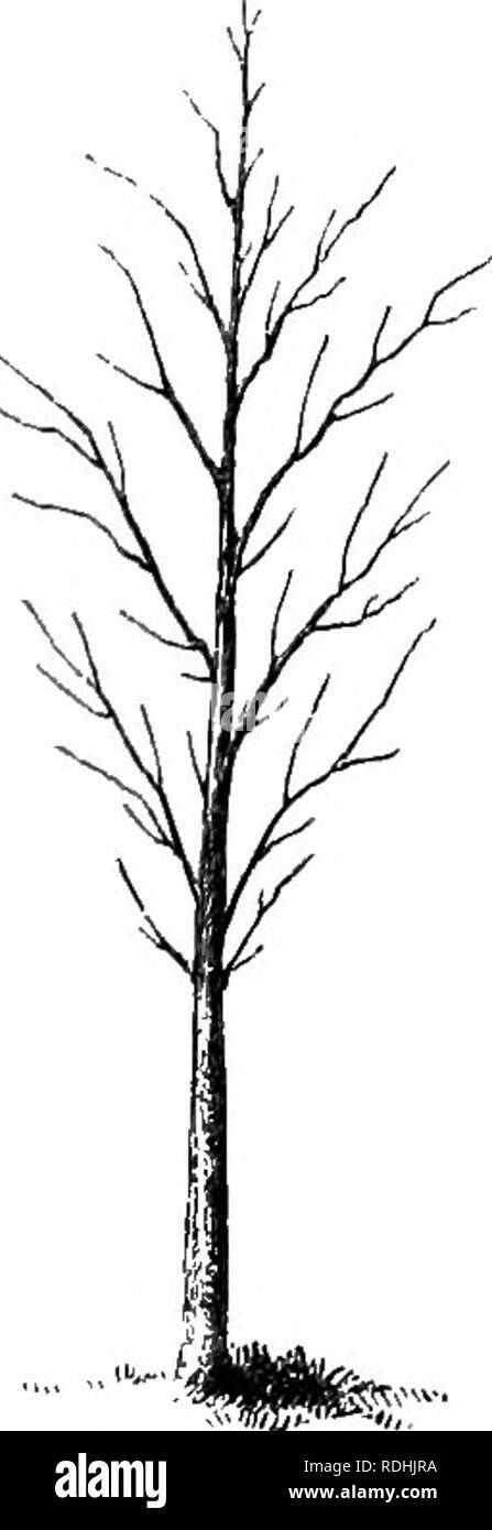 . The book of the garden. Gardening. PRUNING AND TKAINING. 405 stem, or ...