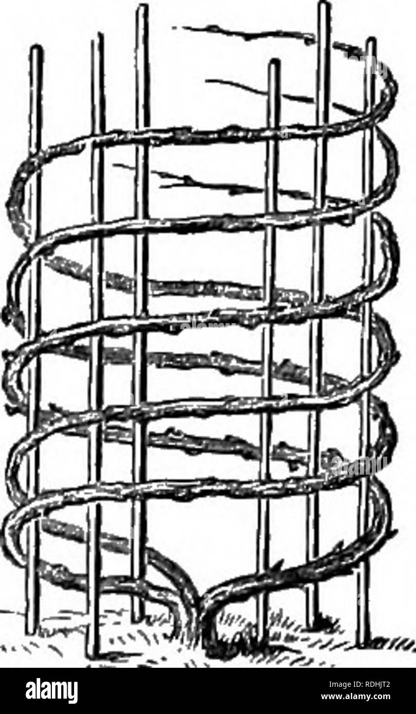 . The book of the garden. Gardening. SPIRAL TRAINING. Fig. 156.. SPIRAL ...