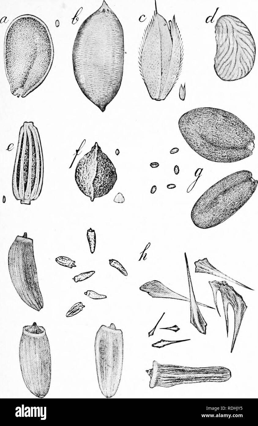 False daisy seeds hi-res stock photography and images - Alamy