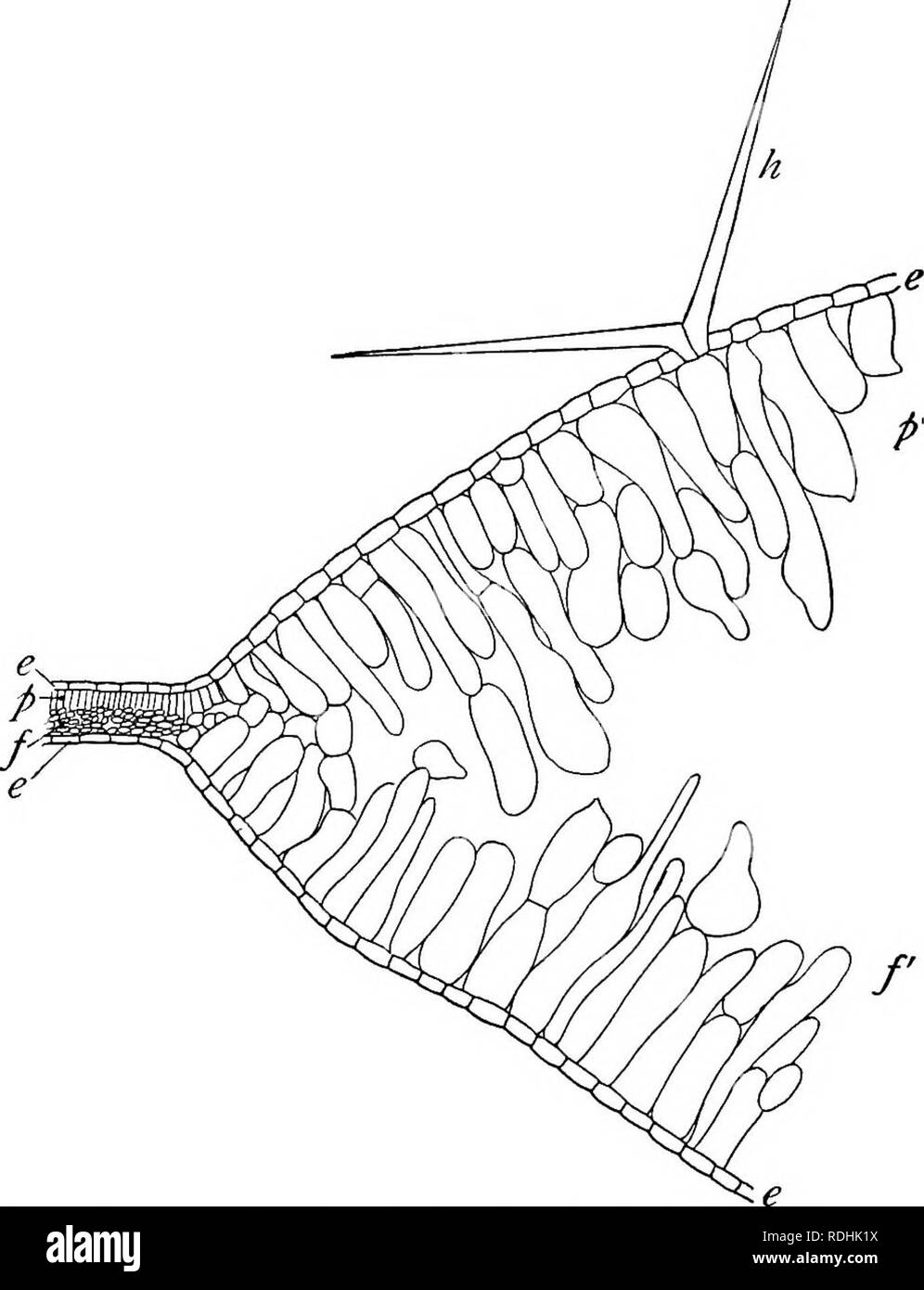 Epidermal Ridges Model