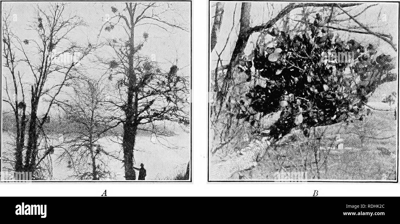 Cuscuta Luzernemaschine