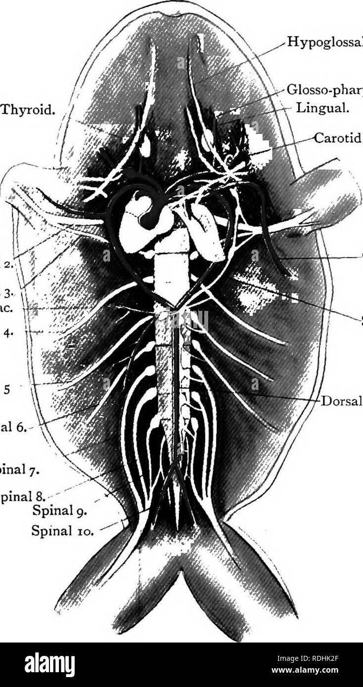 Frog Dissection Heart