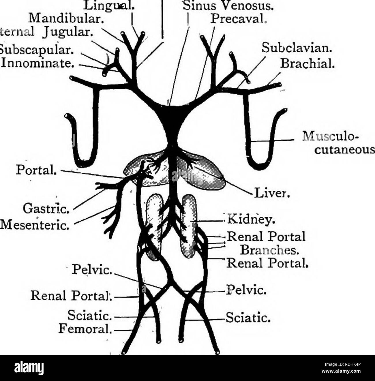 Rio Jewel Cloaca Anatomy