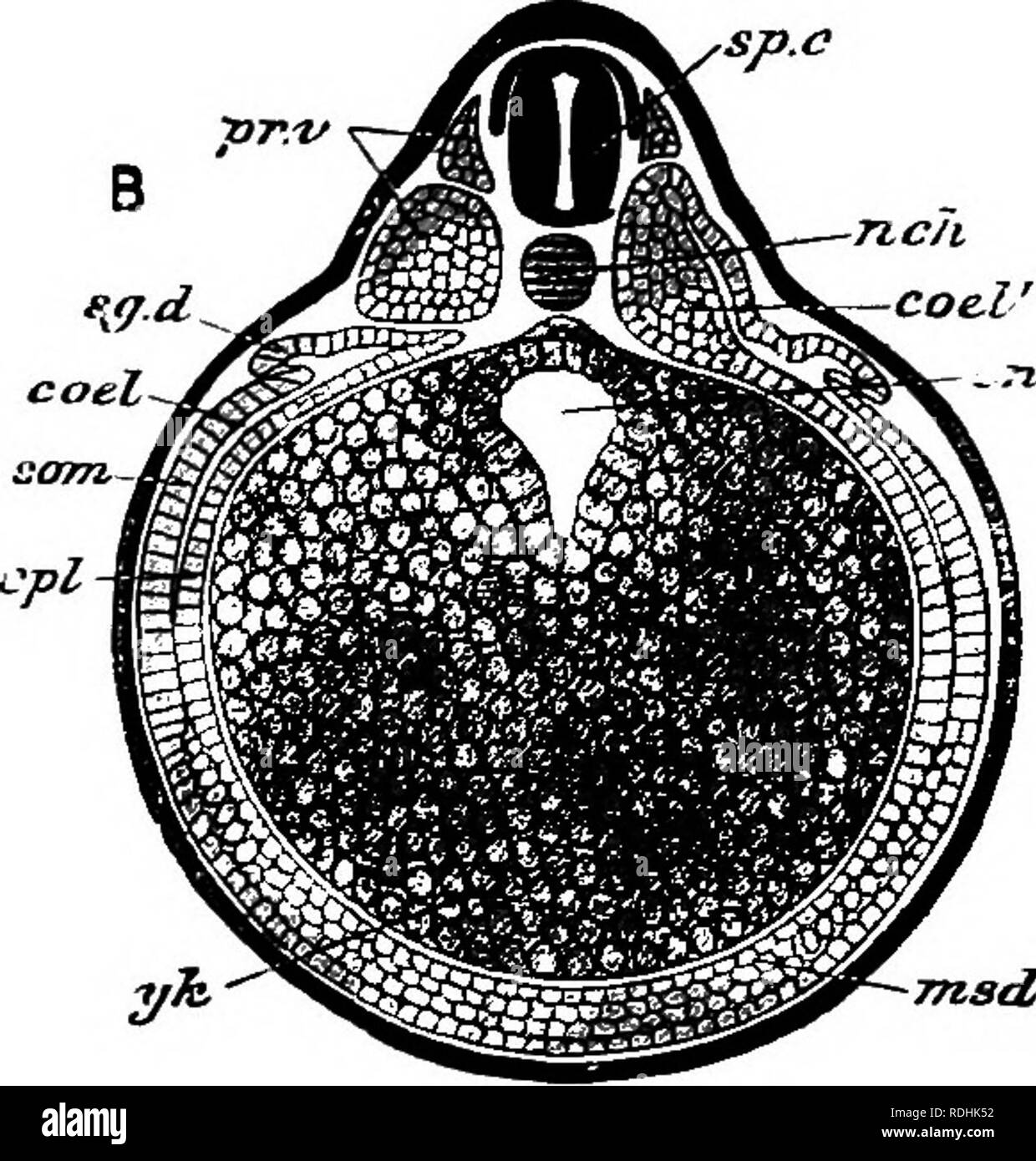 . An elementary course of practical zoology. Zoology. ?66 NERVOUS ...