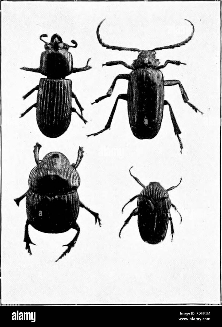 . A textbook in general zoology. Zoology. ISS OTiu:]; mrmbkr.s of the ...