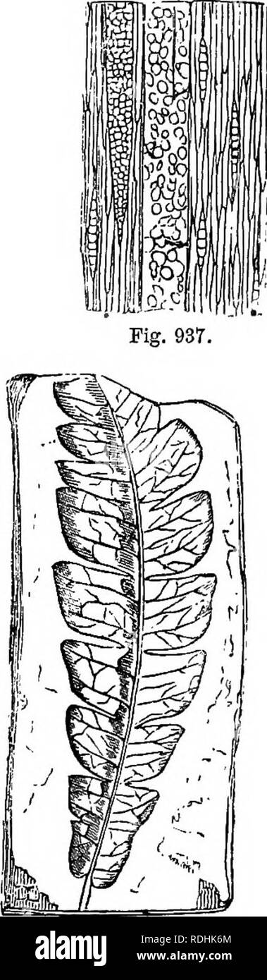 Study of the palm Black and White Stock Photos & Images - Alamy