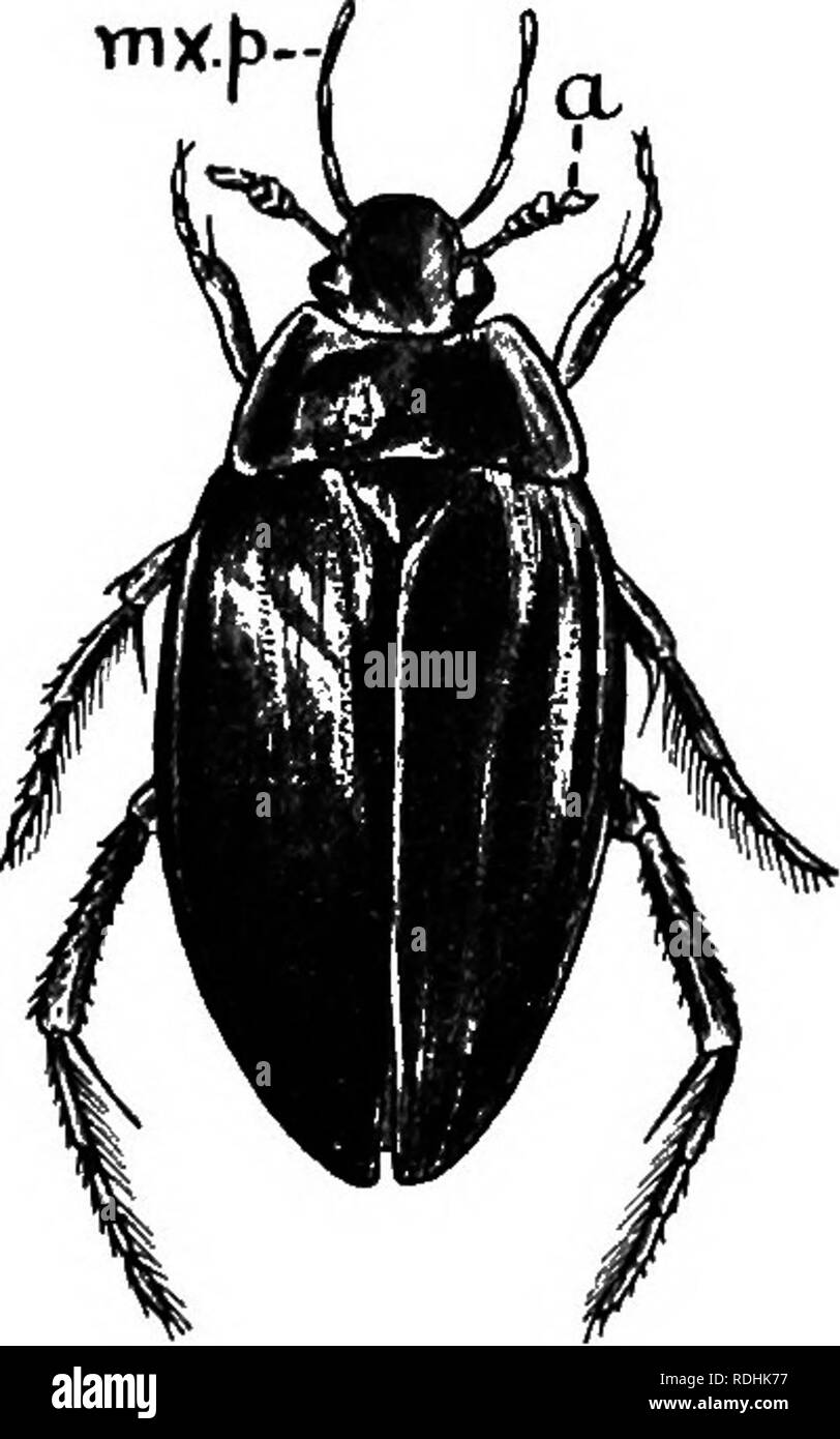 . An introduction to zoology, with directions for practical work ...