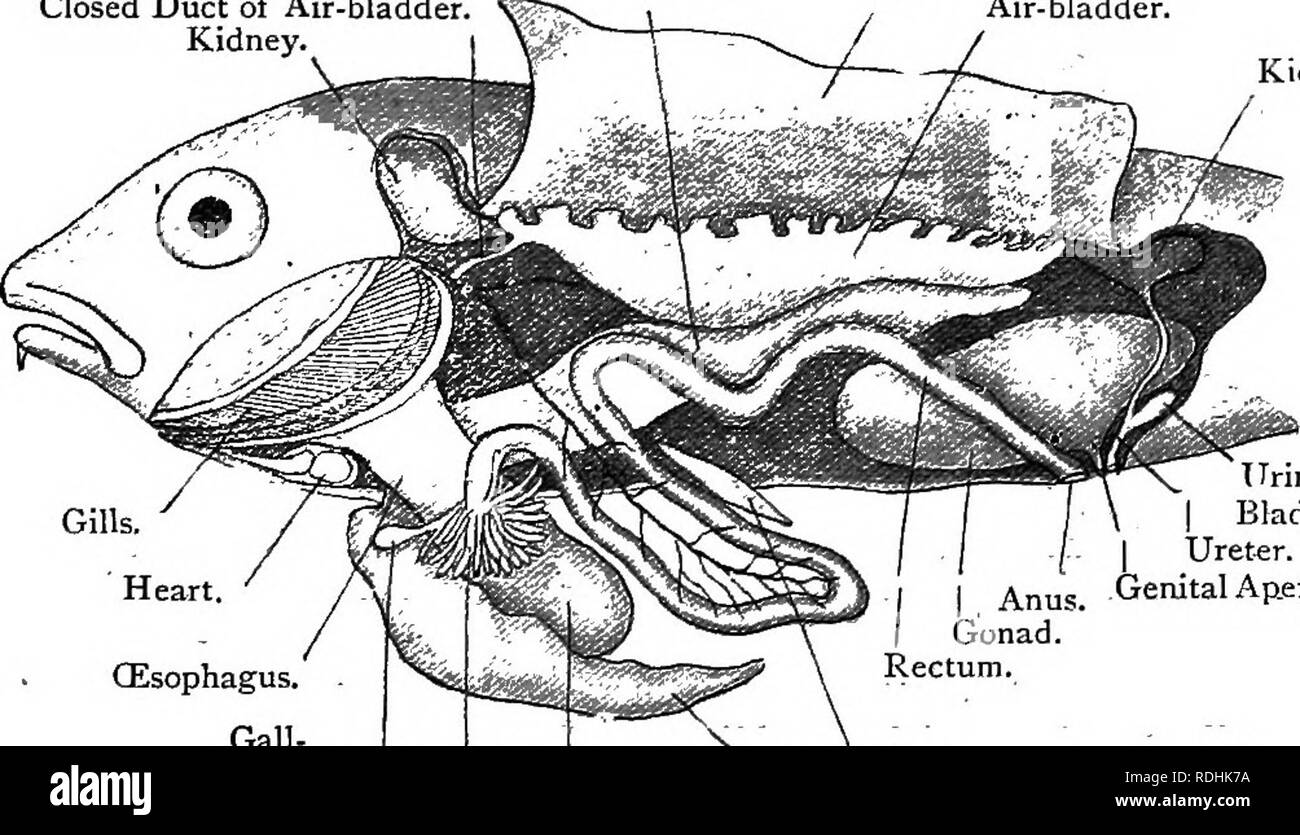 . Elementary text-book of zoology. GAD us. 333 The heart lies in the ...