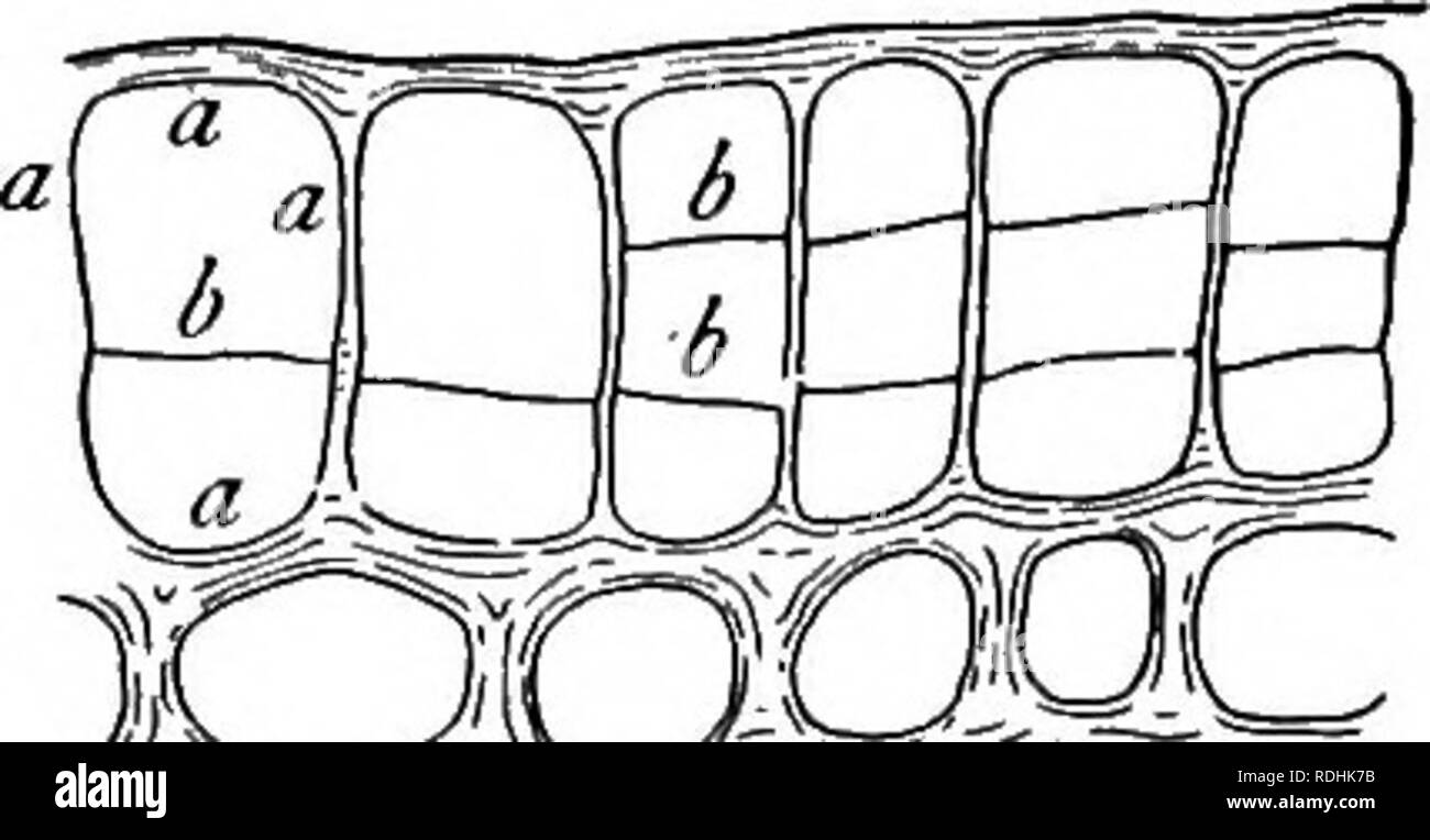 Cork cambium phellogen hi-res stock photography and images - Alamy