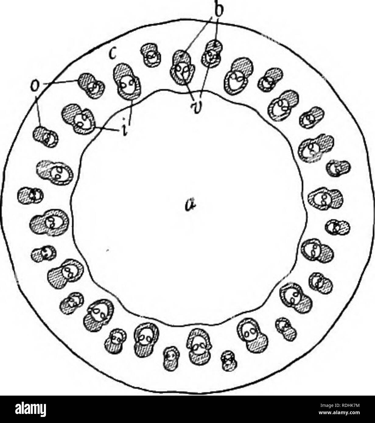 . A textbook of botany for colleges and universities ... Botany. Fig ...
