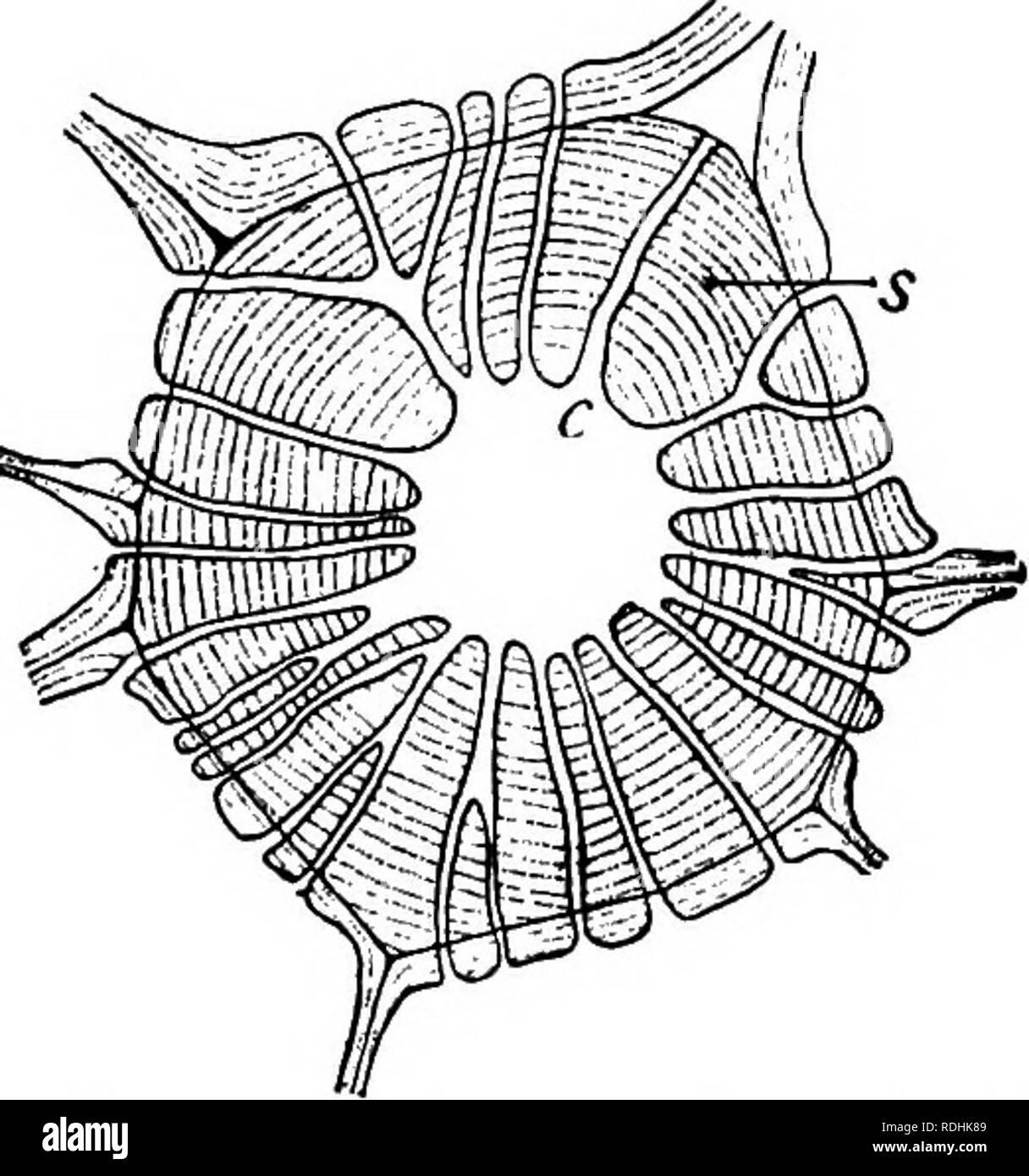 Sclereid hi-res stock photography and images - Alamy