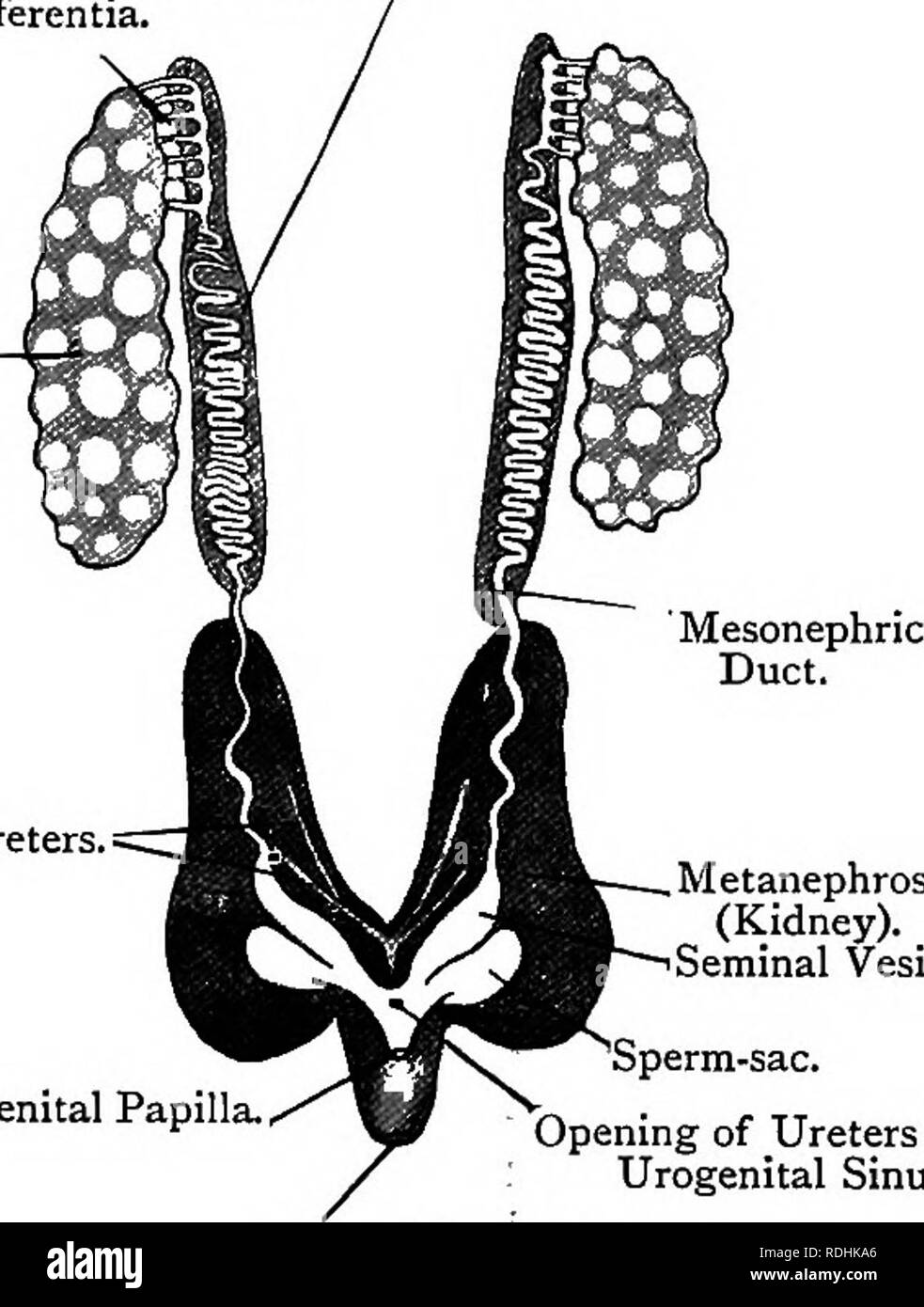 Testis testes Black and White Stock Photos & Images - Alamy