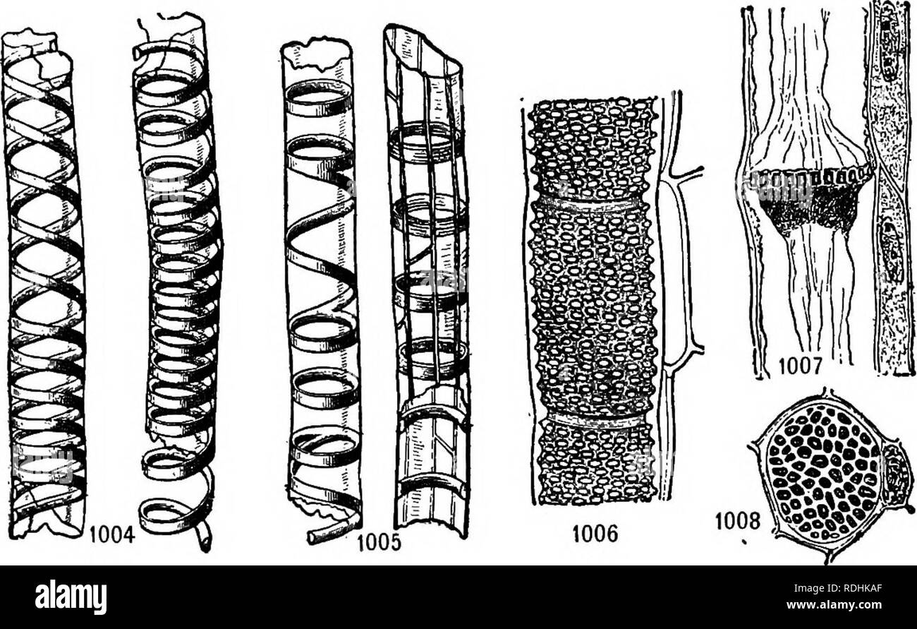 Longitudinal Section Anatomy