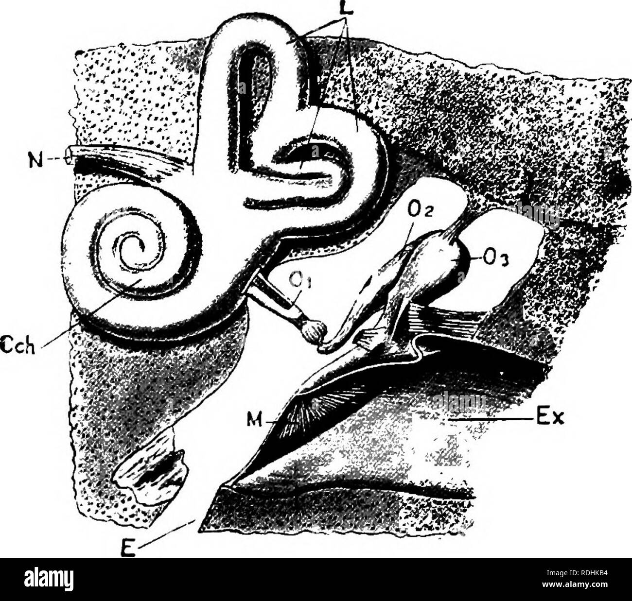 . An elementary course of practical zoology. Zoology. 520 THE RABBIT ...