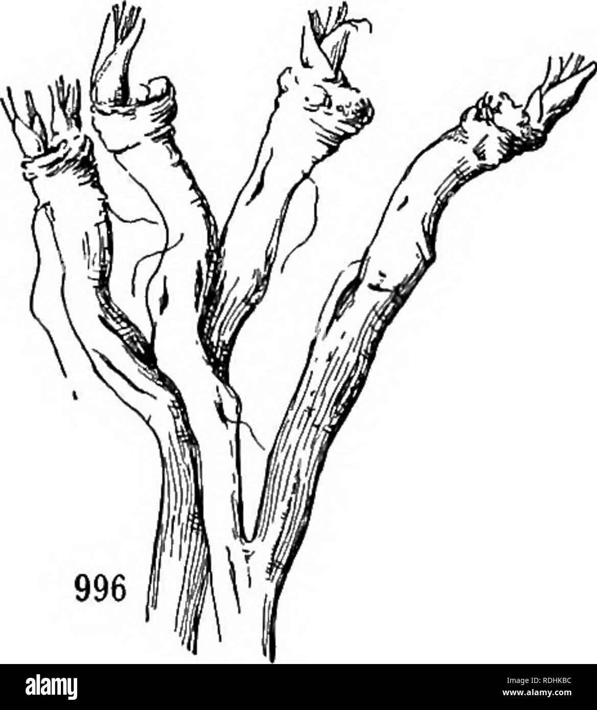 . A textbook of botany for colleges and universities ... Botany. Figs ...