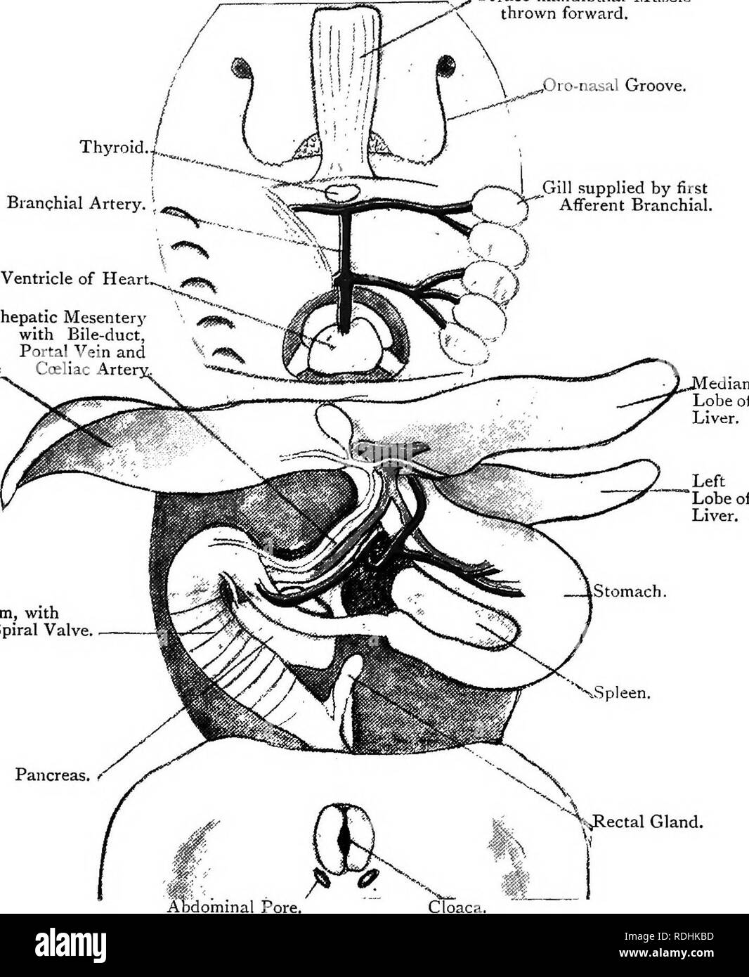 Ileum Diagram