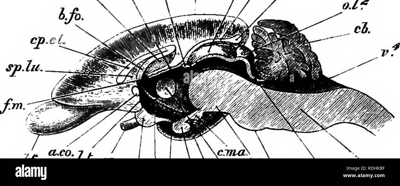 Lamina terminalis Black and White Stock Photos & Images - Alamy